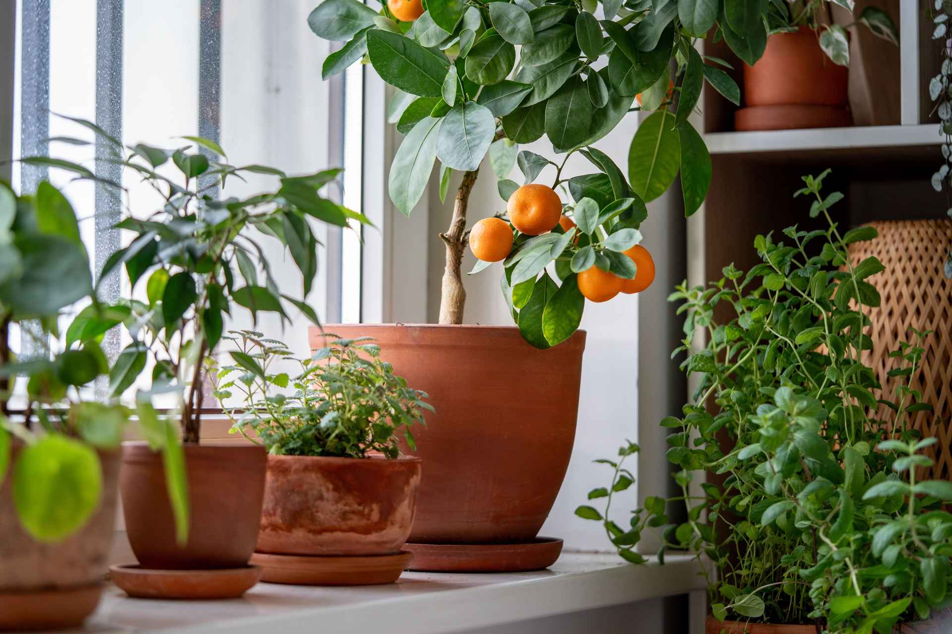 Pépinières Le Lann - La passion des plantes depuis 1966