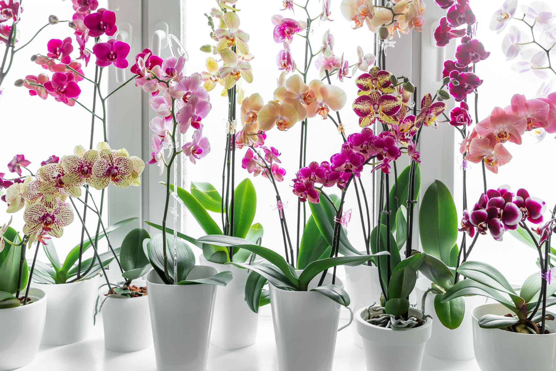 Pépinières Le Lann - La passion des plantes depuis 1966